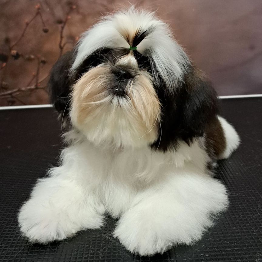 Ши-тцу, щенок