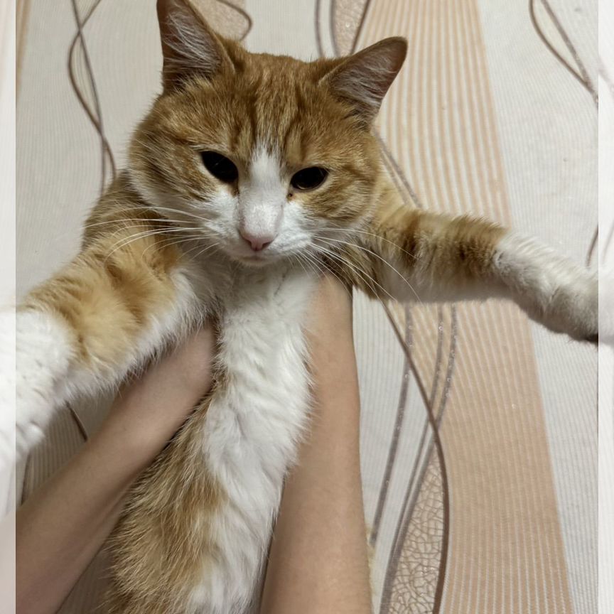 Котик в добрые руки
