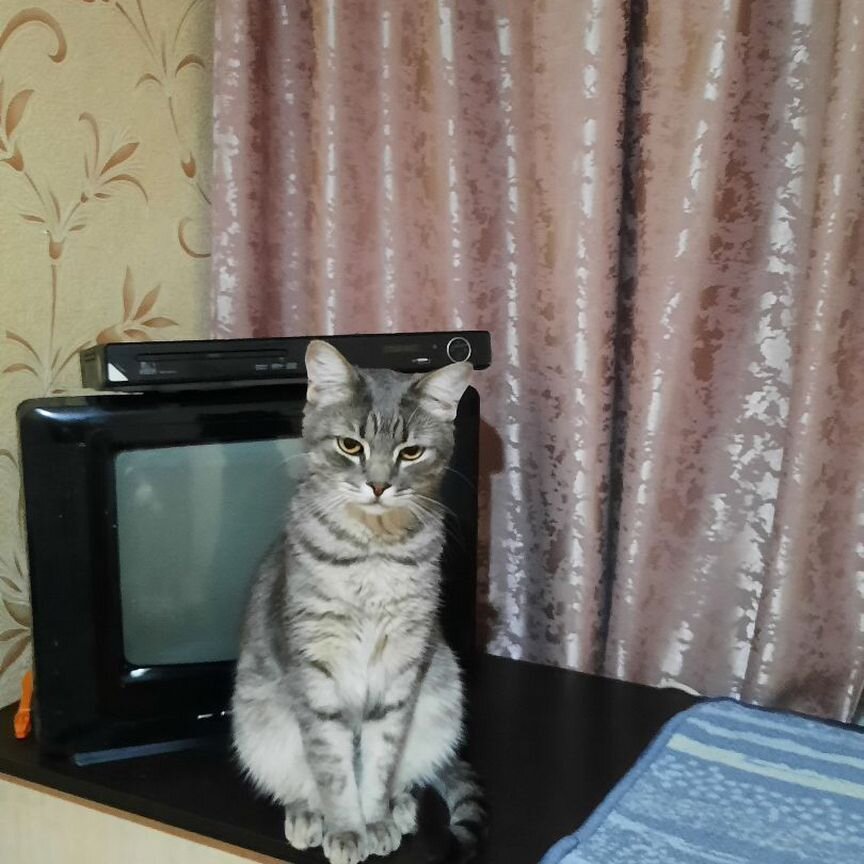 Отдам бесплатно котика 1.5 года