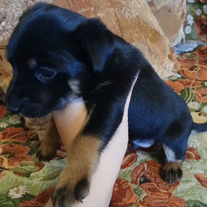 Щенок в добрые руки