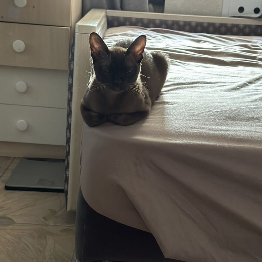 Отдам бурму в хорошие океи