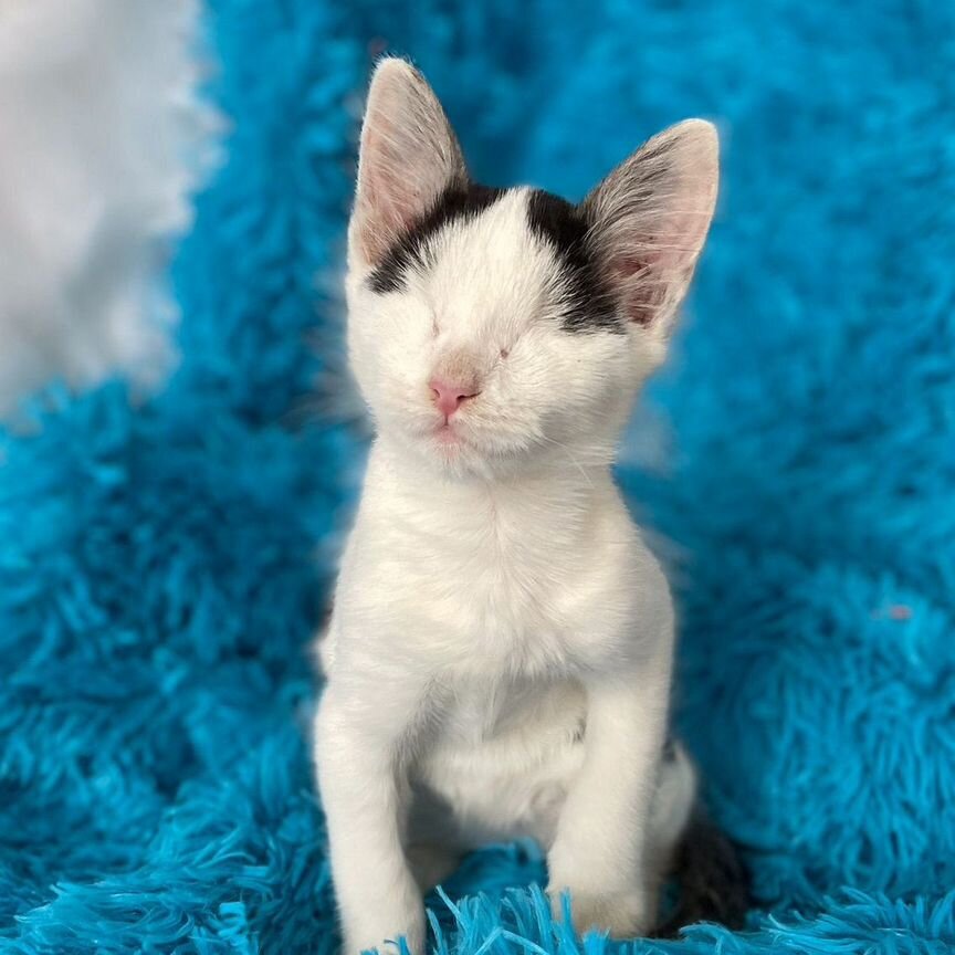 Исполните мечту Архыза