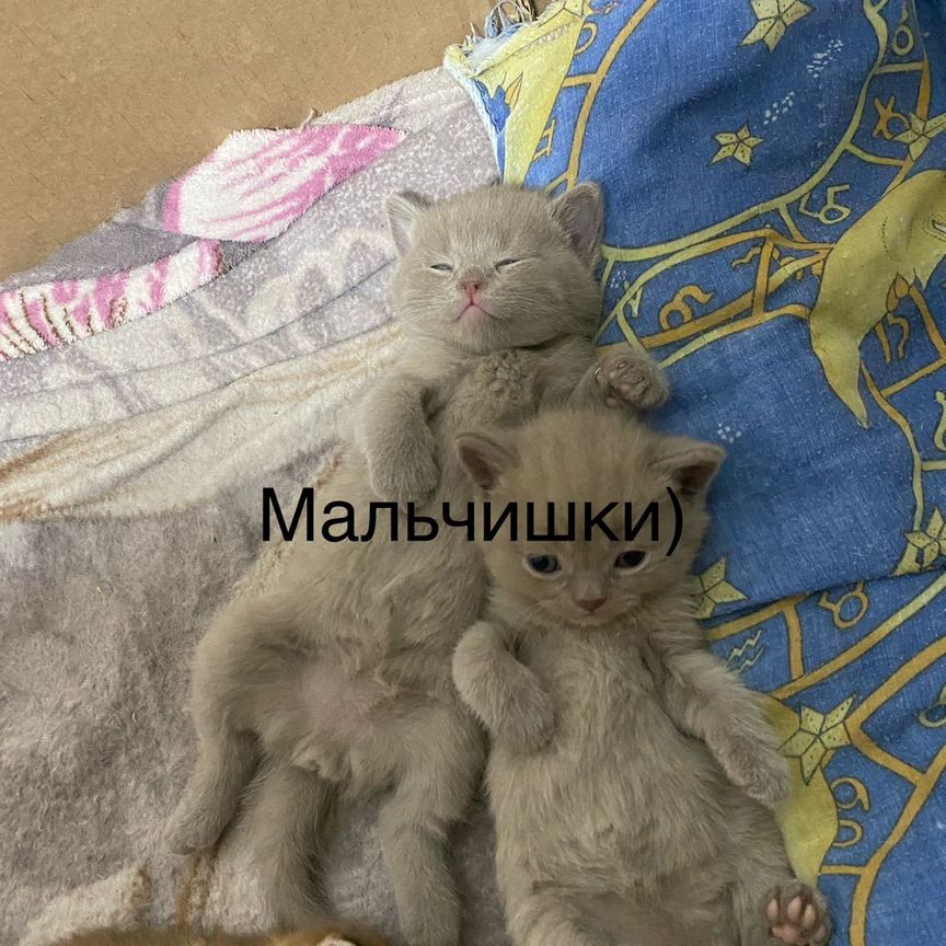 Котята британские