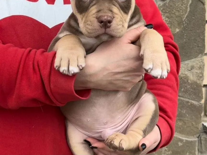 Американский булли