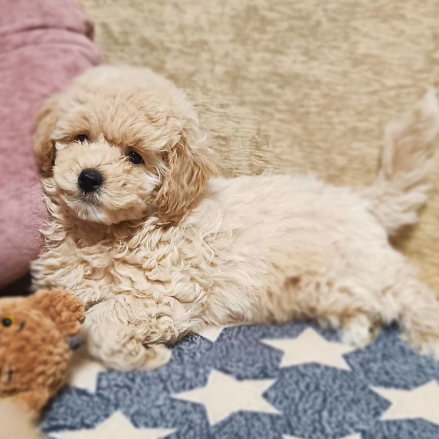 Пушон Ф1 (бишпу ) мальчик