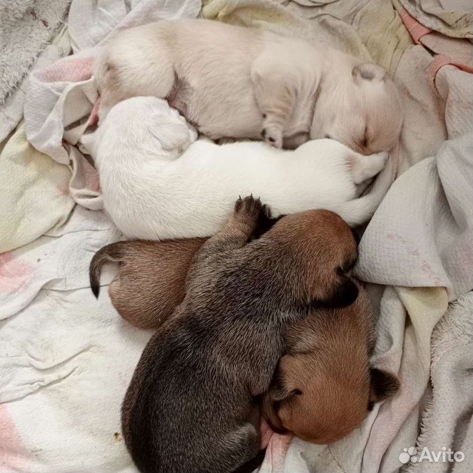 Щеночки на бронь