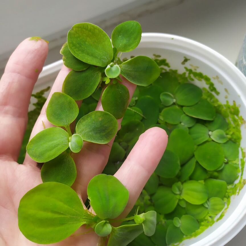 Аквариумное растение