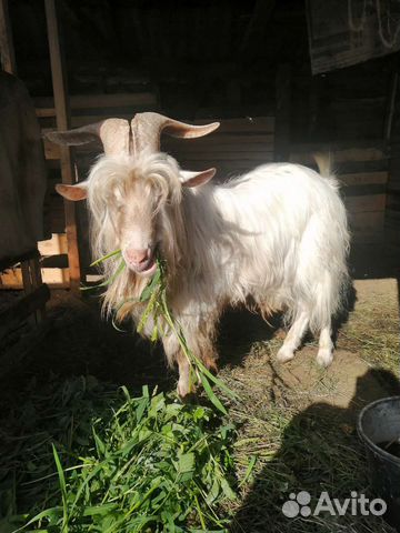 Козел зааненский и козочки
