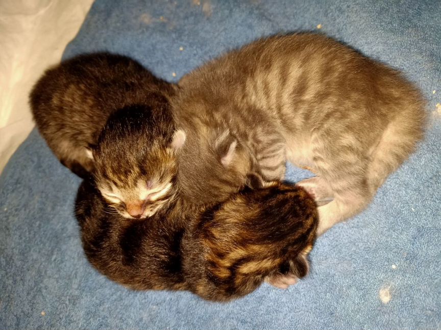 Сибирские котята