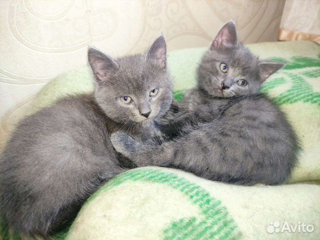 Котята в добрые руки даром