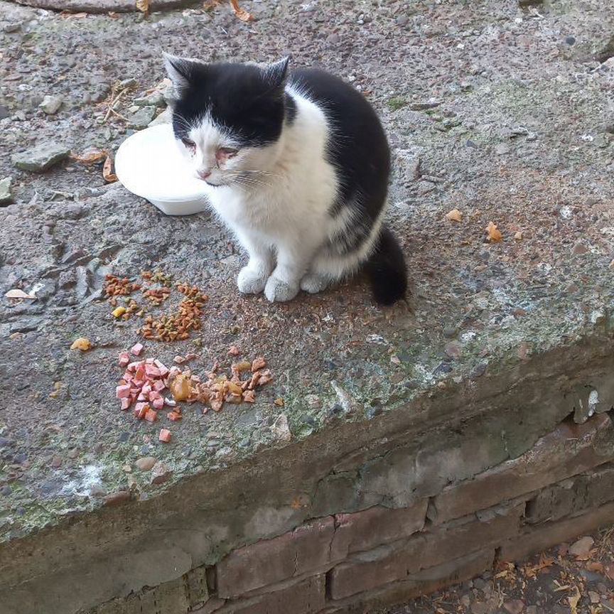 Кошка в добрые руки