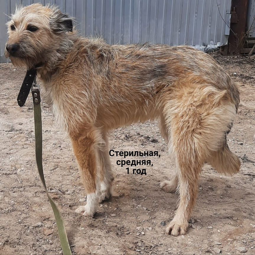 Собака Бородулька, 3 года