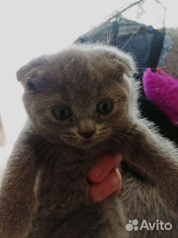 Британские котята