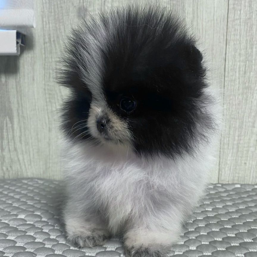 Померанский шпиц, щенок