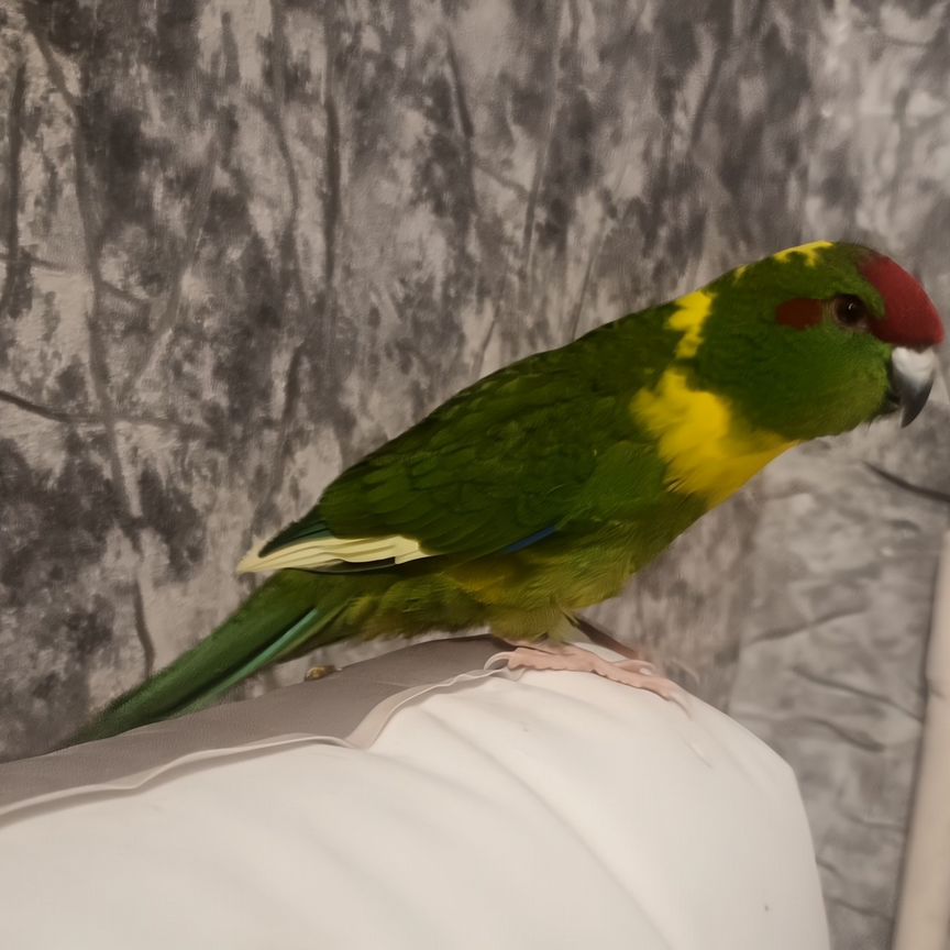 Попугай какарик с клеткой