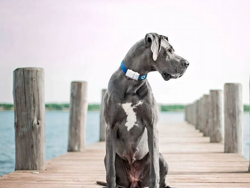 Электронный ошейник для собак