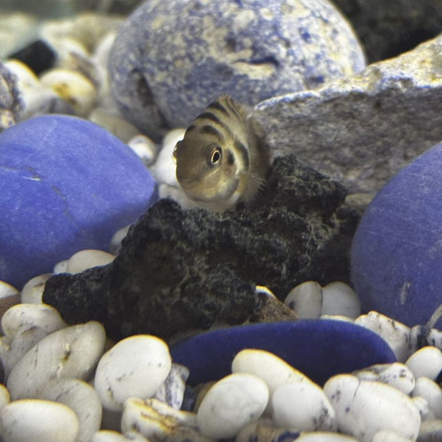 Цихлиды чернополосые