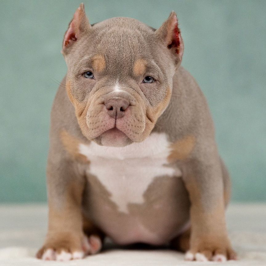 Американский булли, щенок