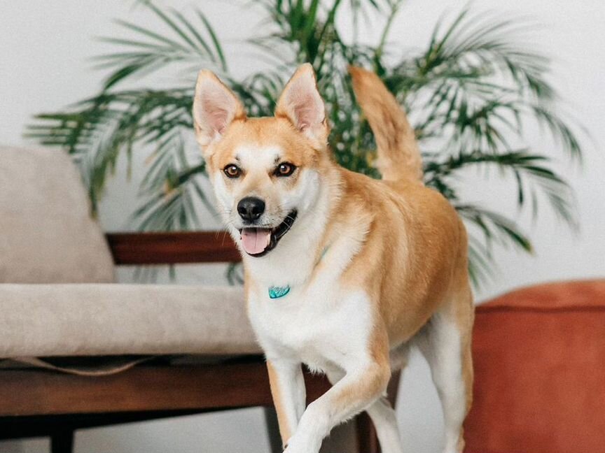 Молодой Манго ищет дом