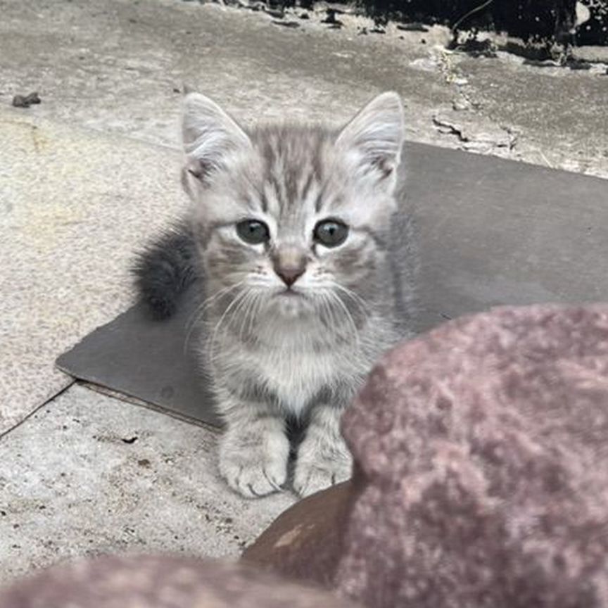 Котенок в добрые руки