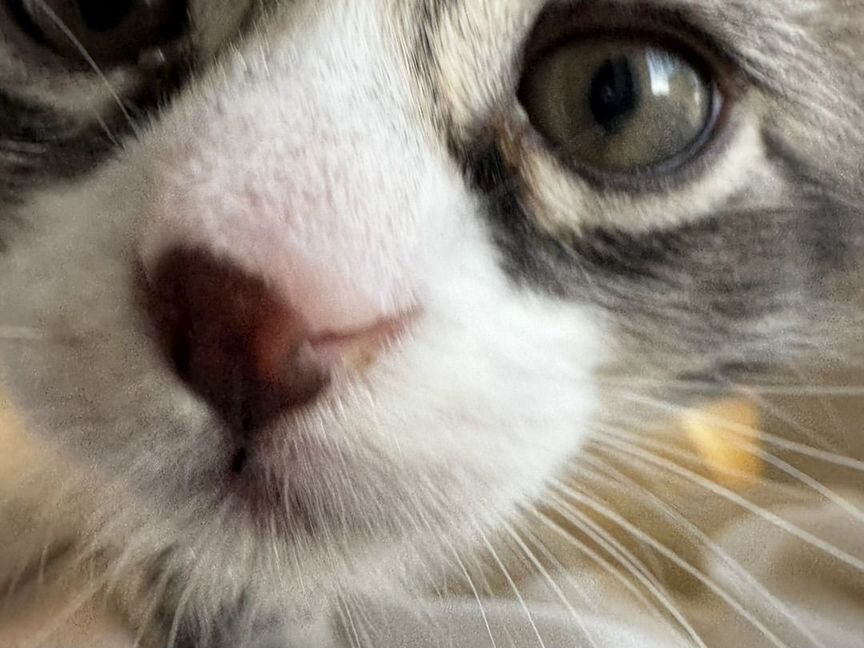 Котенок