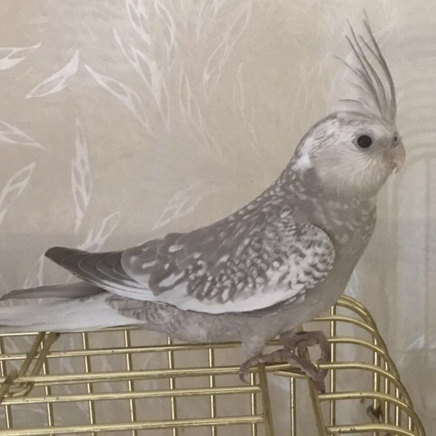 Попугай Кира