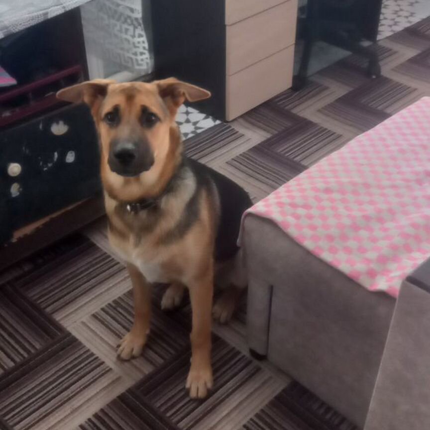 Отдам бесплатно немецкую овчарку 6 месяцев