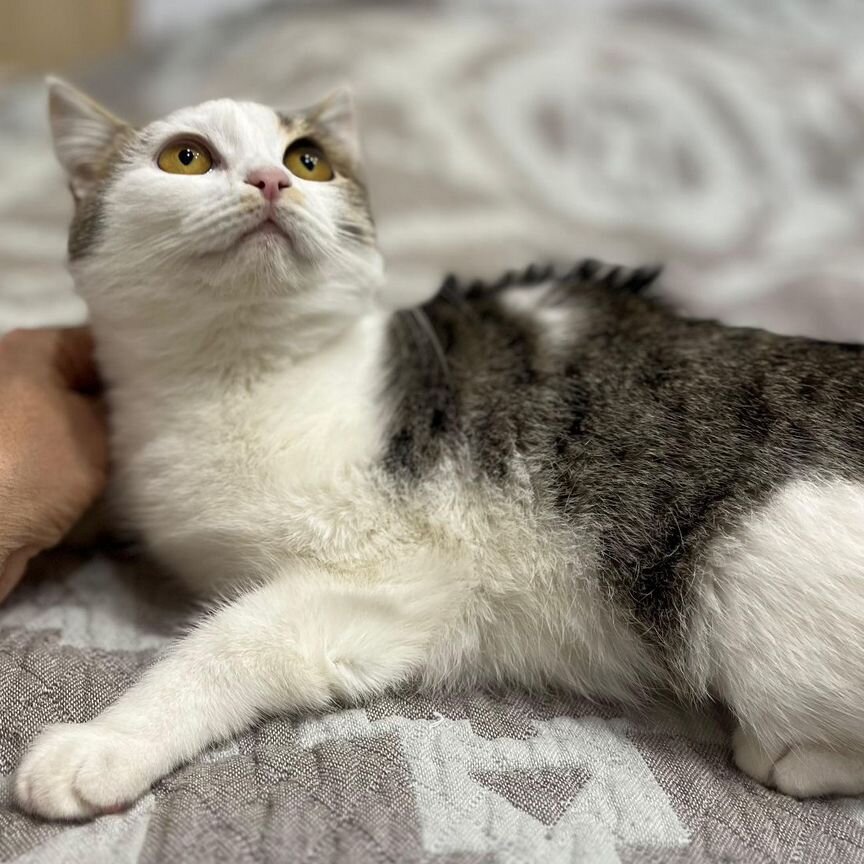 Котенок привитая лапушка
