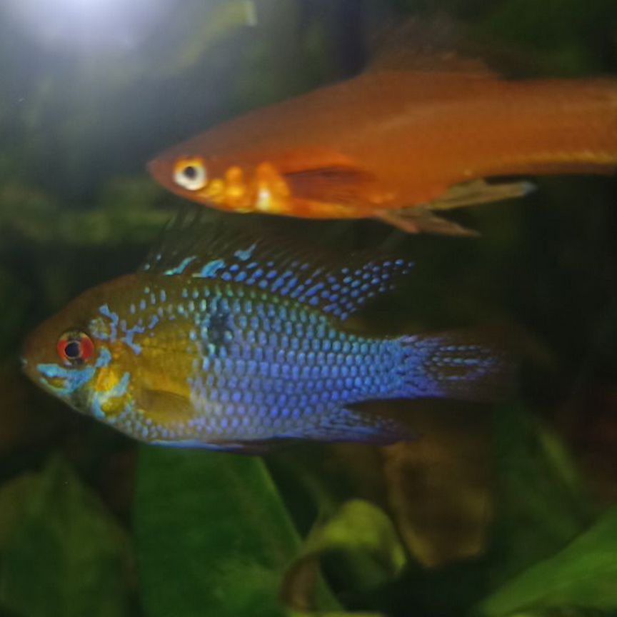 Апистограмма рамирези (бабочка)