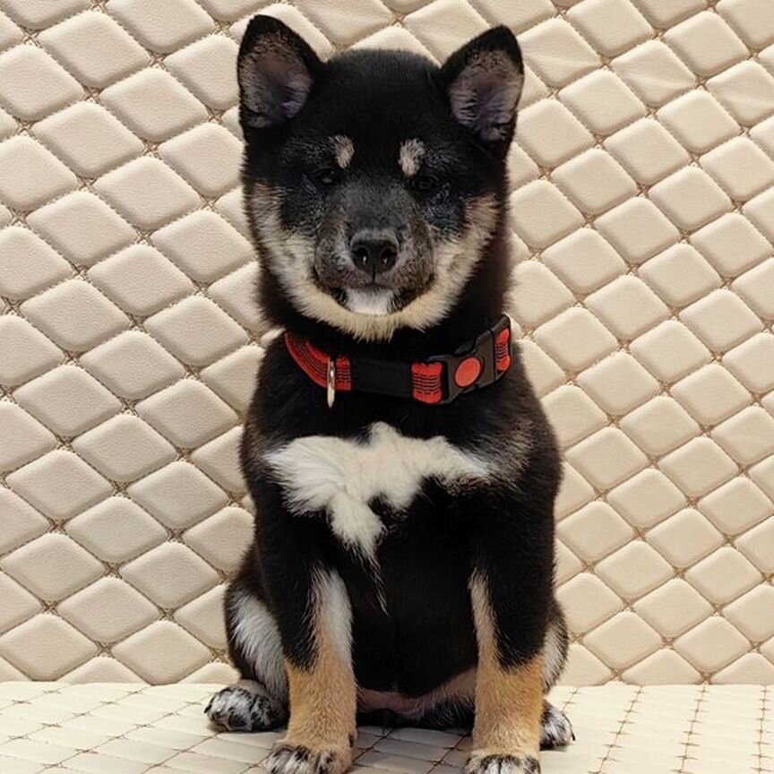 Сиба. Девочка - 5 мес