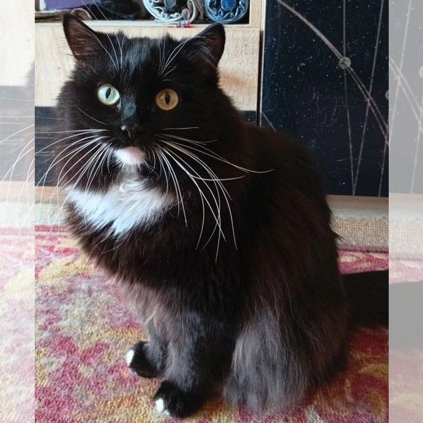 Взрослая, кошка в добрые руки