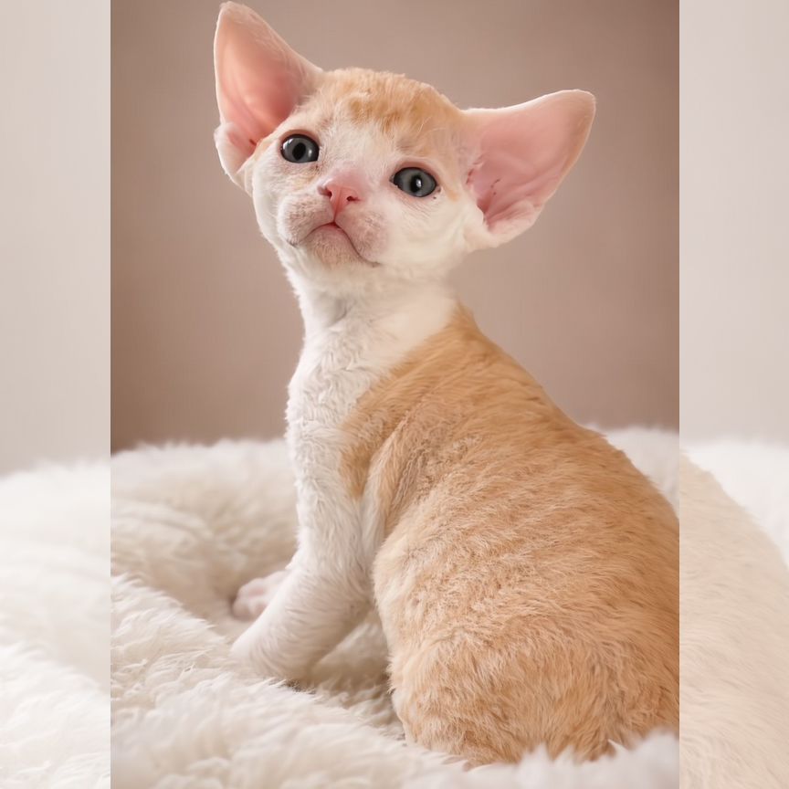 Девон-рекс котёнок