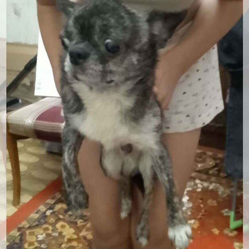 Чихуахуа, взрослый пёс