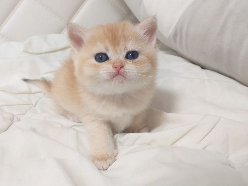 Котятки золотая шиншилла