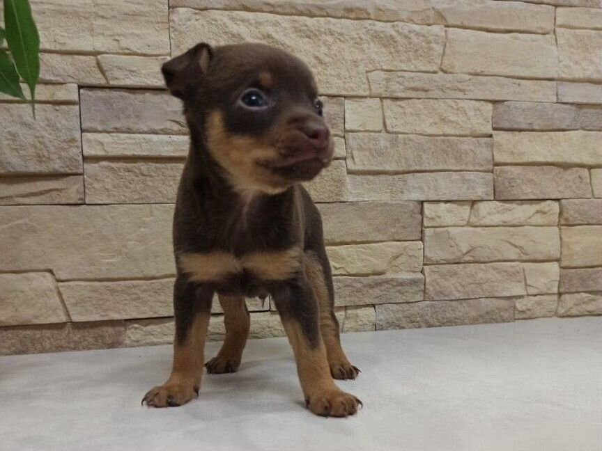 Той-терьер щенки