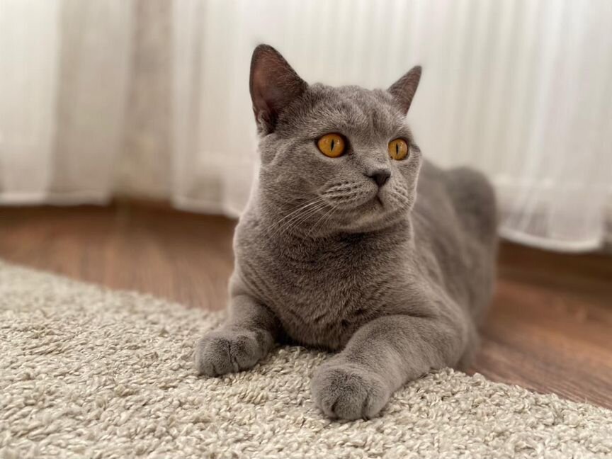 Британский кот