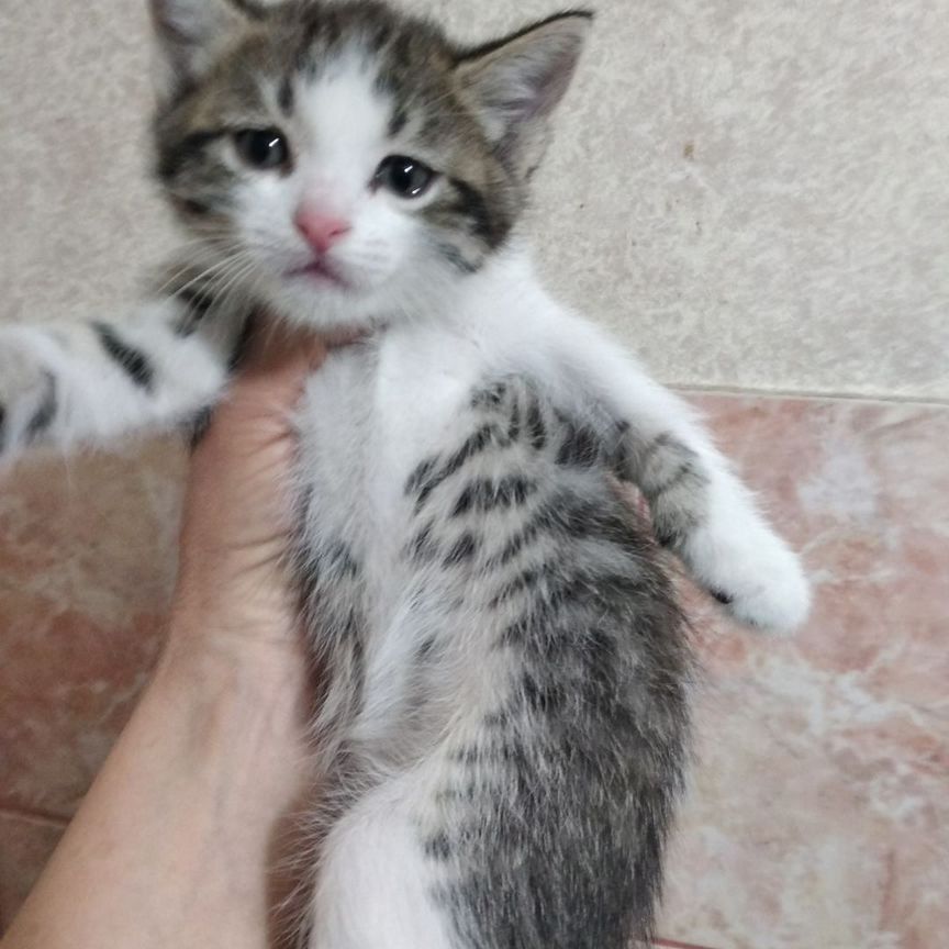 Котенок.Мальчик.1 месяц и 10 дней