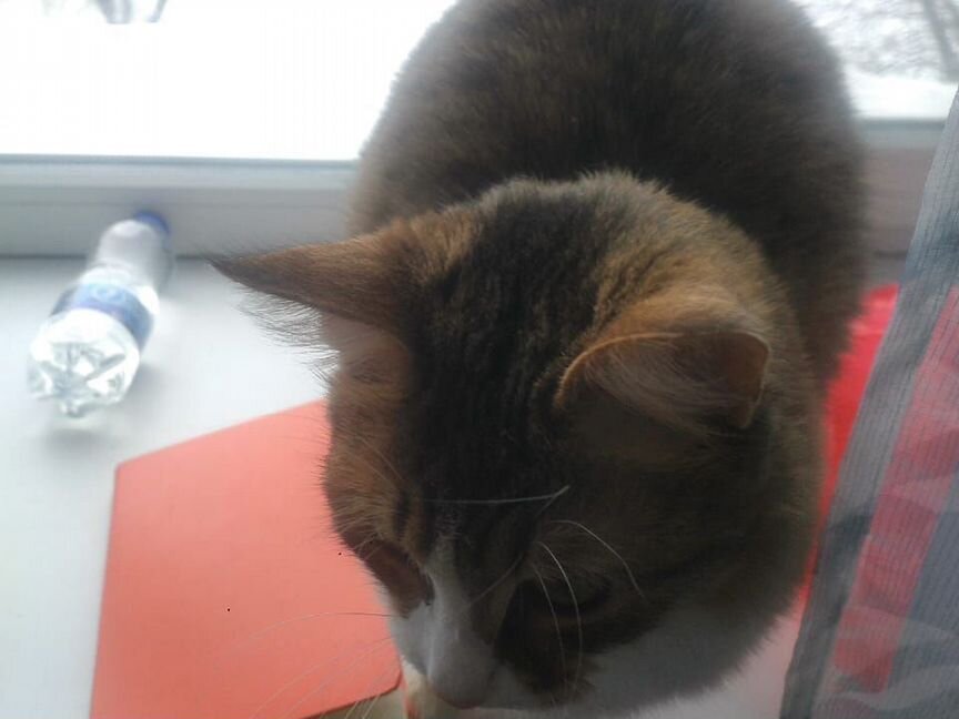 Котенок подросток