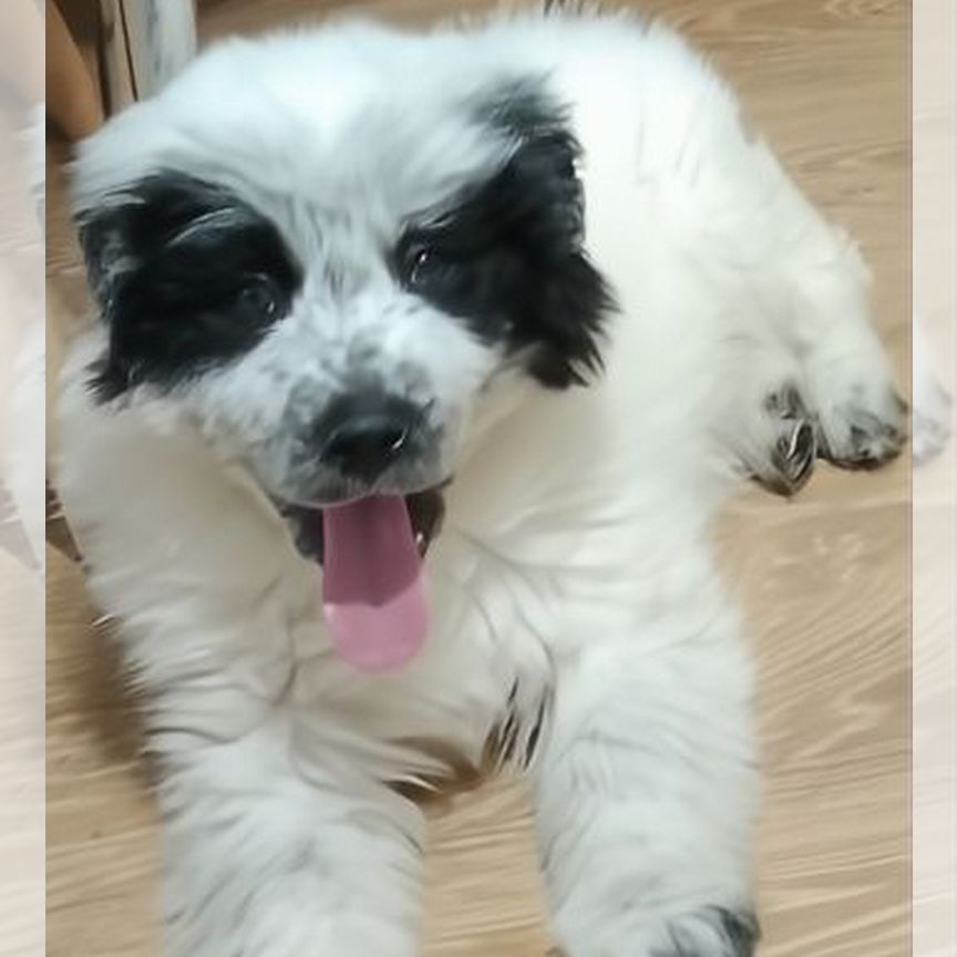 Русско-европейская лайка, щенок