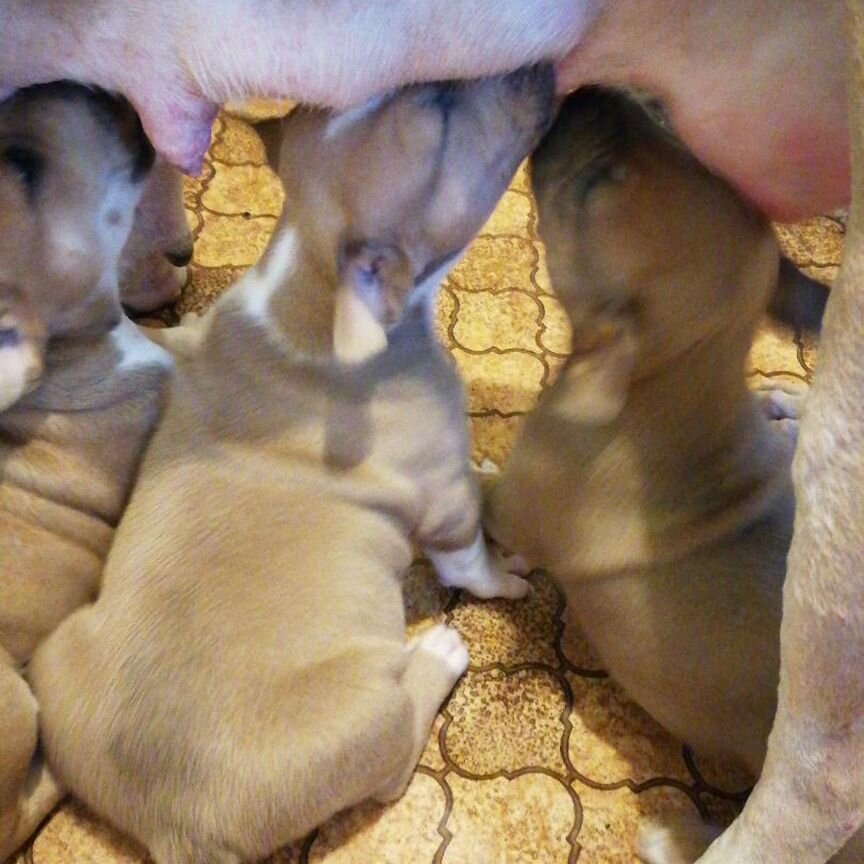 Милые стафики