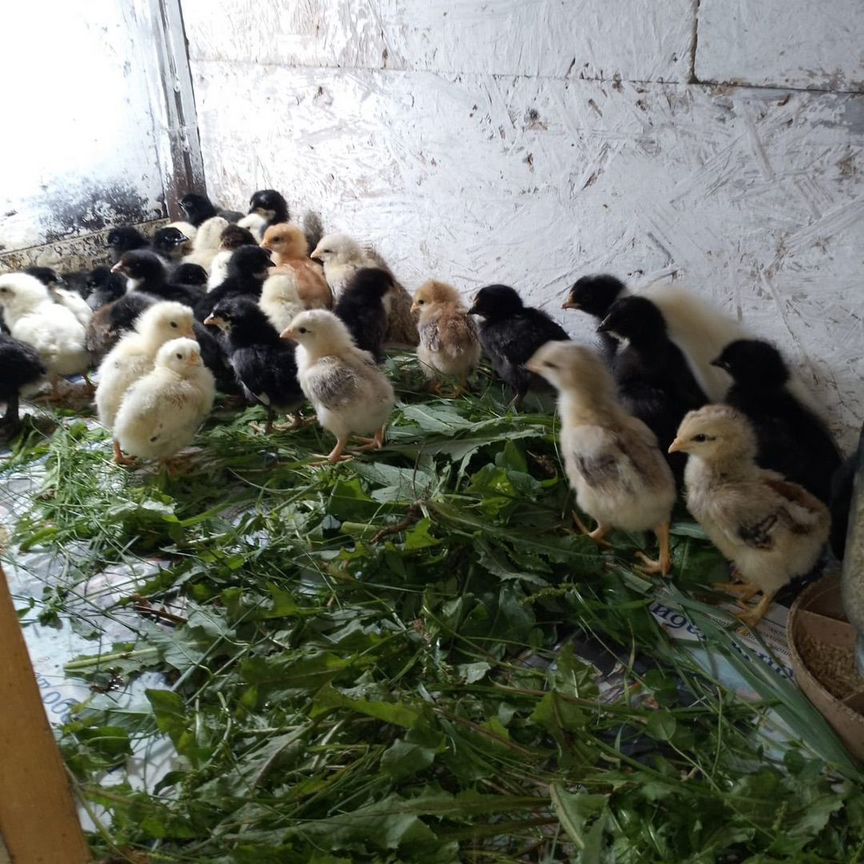 Цыпленок кур несушек