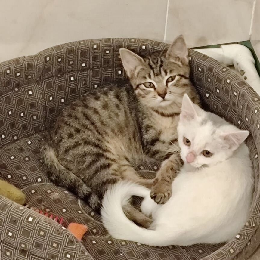 Котята серые, белый и черепаховая. В дар