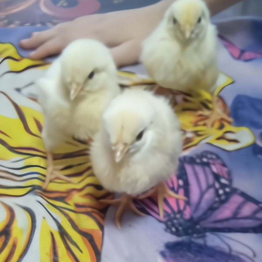 Цыплята суточные несушки, подрощенные продам