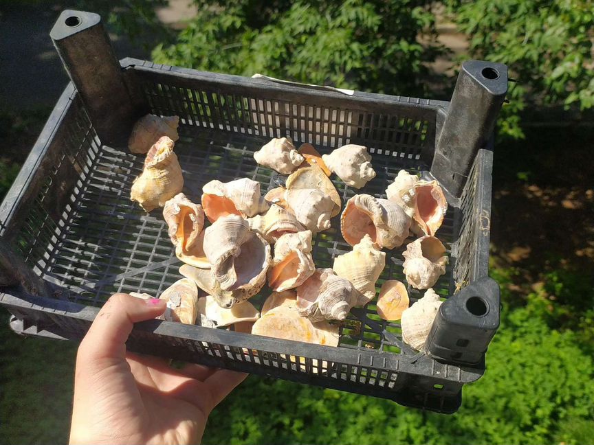 Ракушки настоящие