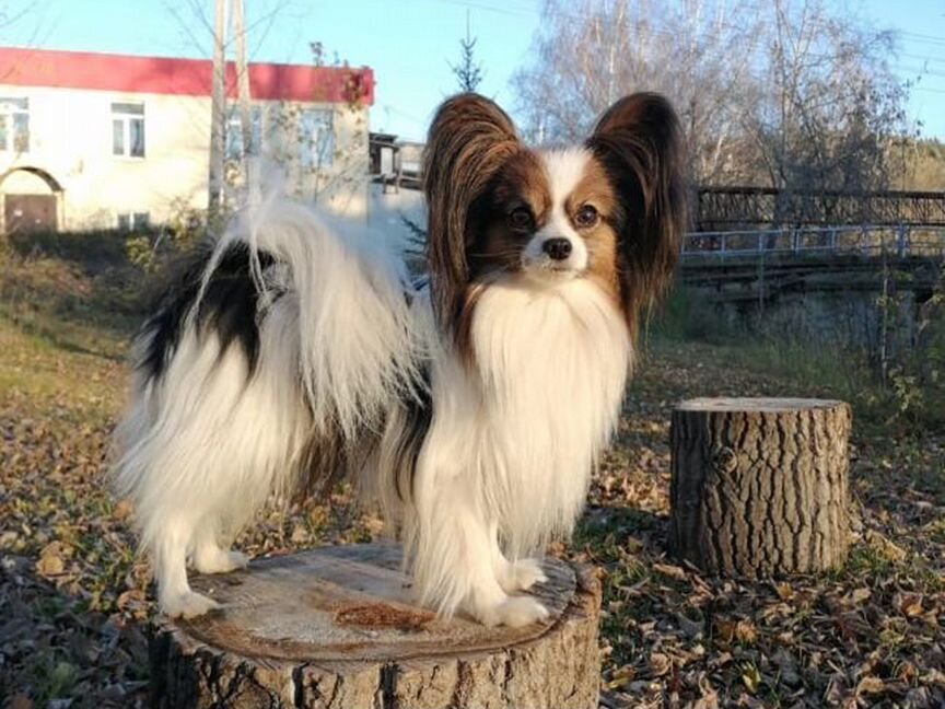 Щенки папийона