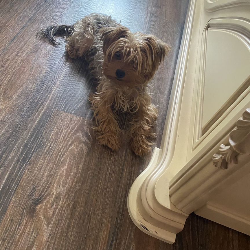 Йорка девочка