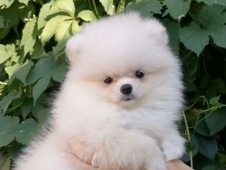 Померанский шпиц девочка