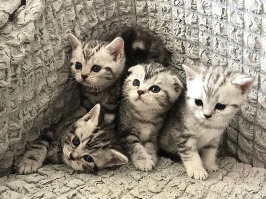 Шотландские малыши