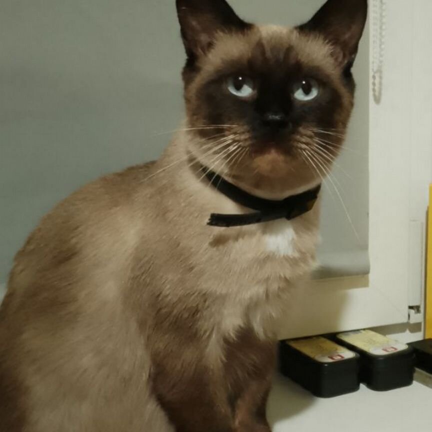 Сиамския кошка ищет котика для вязки Ленинский р-н