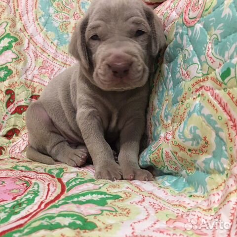 Веймаранер щенки